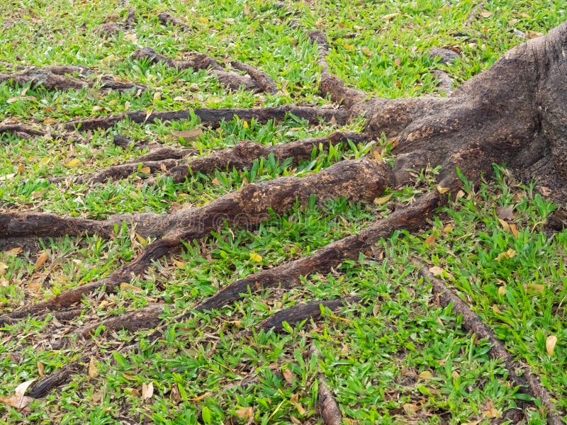 The Roots of Big Trees on Green Lawn in the Public Park, Chatuchak Park ...
