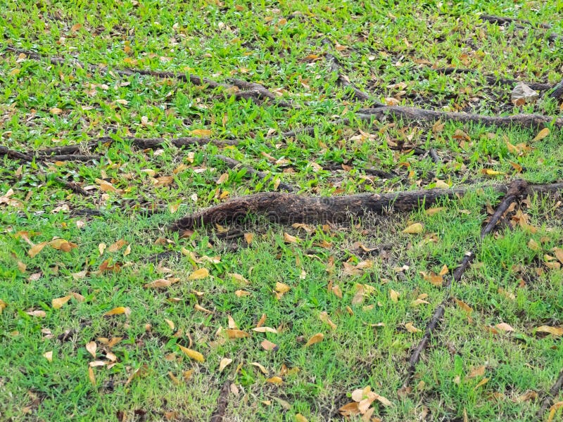 The Roots of Big Trees on Green Lawn in the Public Park, Chatuchak Park ...