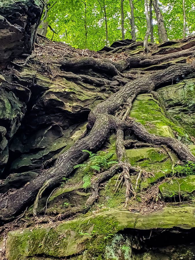Roots that Bind Tree To the Ground and Mother Earth Stock Image - Image ...