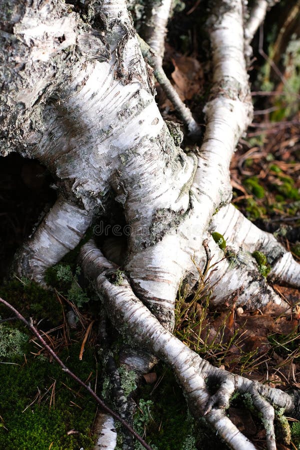 Birch roots stock image. Image of surface, thrive, hardship - 153262179