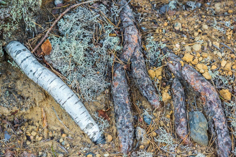 Birch roots stock image. Image of surface, thrive, hardship - 153262179