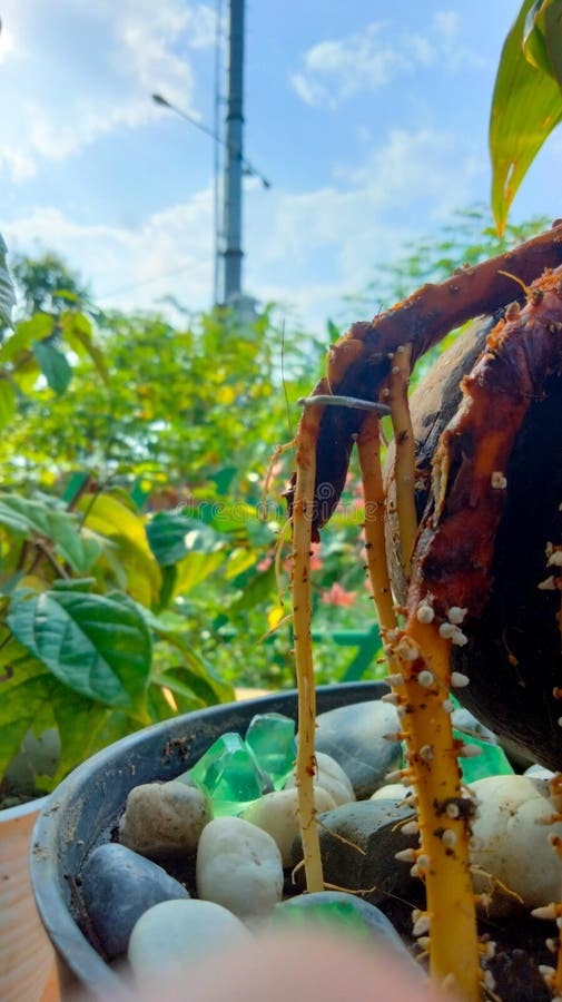 The Roots of the Bonsai Tree Stock Image - Image of carving, bonsai ...