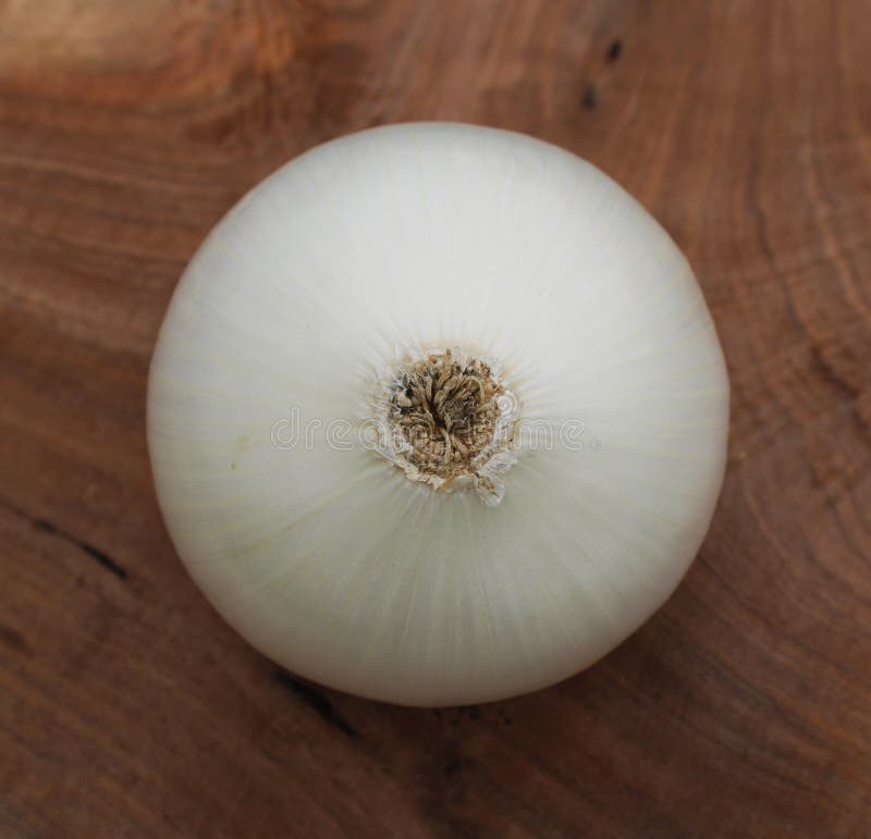 Roots on the Bottom of a White Onion Stock Photo - Image of cuisine ...
