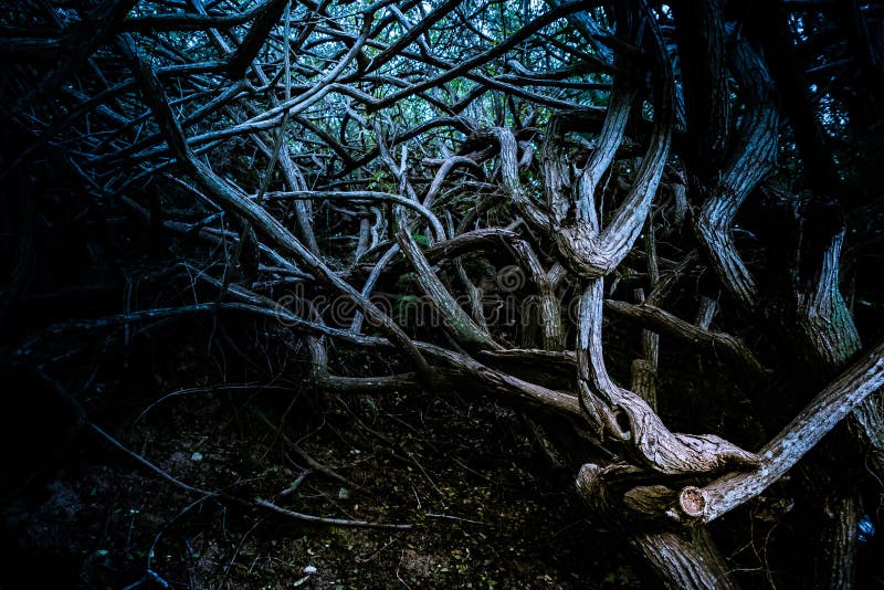 Roots and Branches of Trees in Deep Forest. Stock Image - Image of ...
