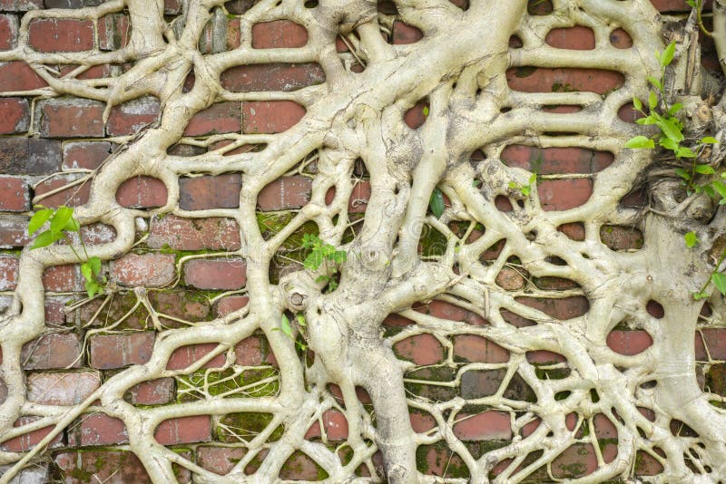 Roots on brick wall stock photo. Image of architecture - 43788112