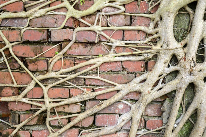 Roots on brick wall stock photo. Image of strong, surface - 43788184