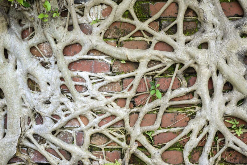 Roots on brick wall stock image. Image of tree, background - 43788187