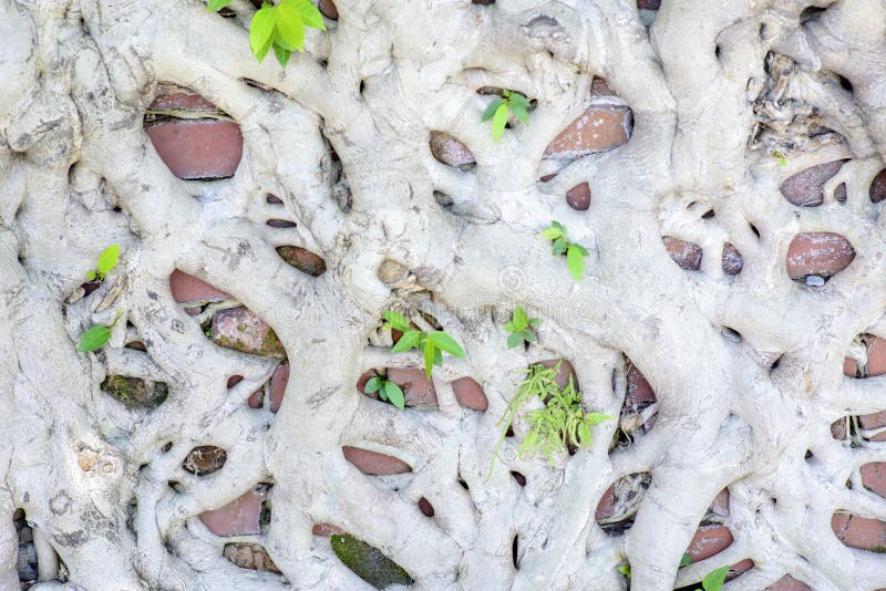 Roots on brick wall stock image. Image of banyan, natural - 84478717