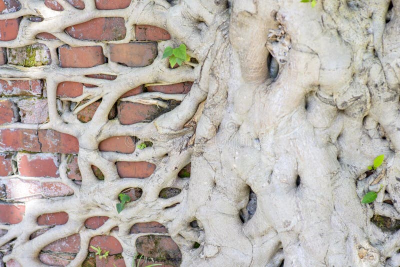 Roots on brick wall stock photo. Image of strong, surface - 43788184
