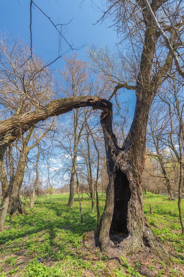 Roots of the broken tree. stock photo. Image of reflections - 37903734