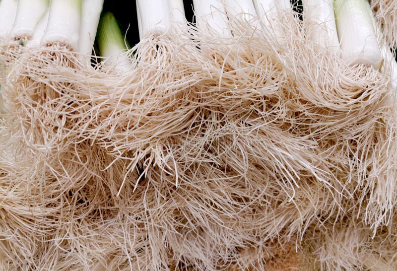 Leeks with roots stock photo. Image of harvest, healthy - 14880786