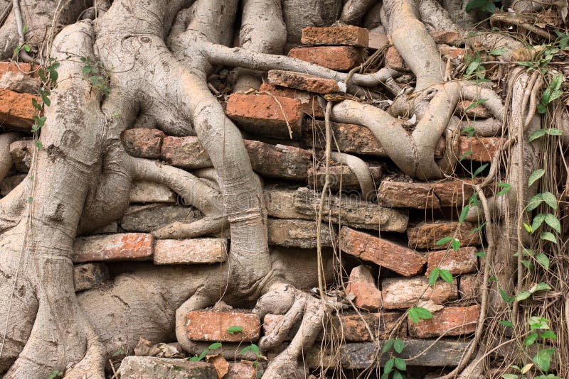 Roots Burrow the Wall stock image. Image of asia, arts - 57273503