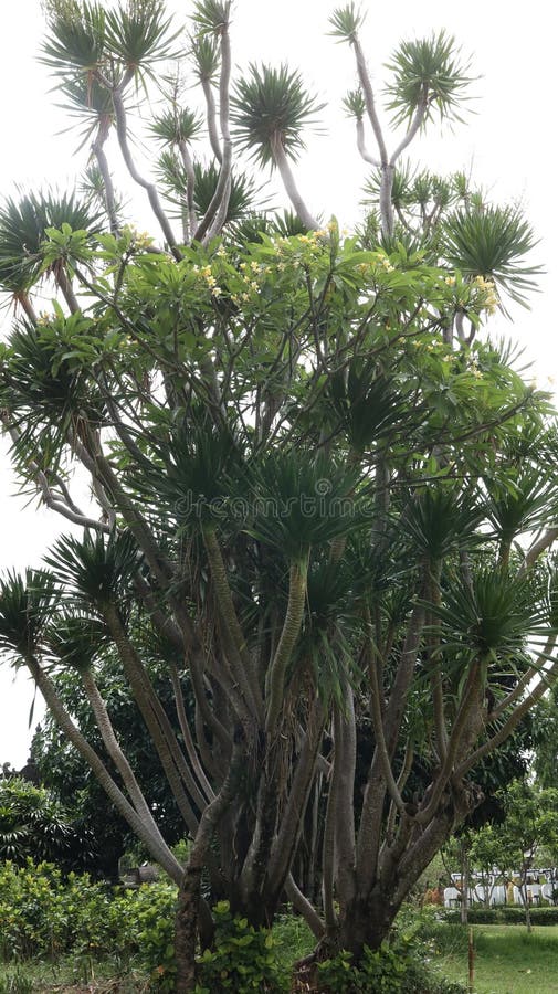 The Roots of the Castor Flower Plant Hang Down. Tree Roots in Tamam ...