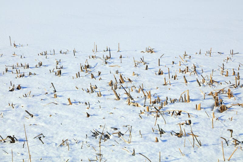 Roots of Cattail Grass in Snow Stock Photo - Image of season, grass ...