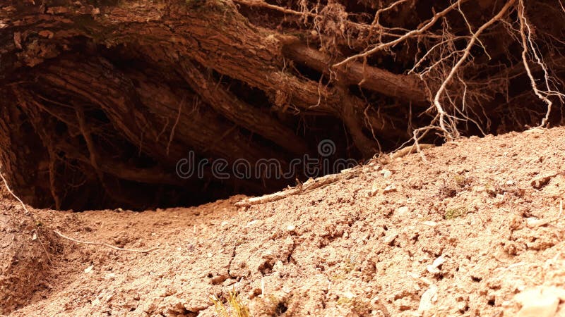 Cave roots stock image. Image of geology, tourism, bemaraha - 49546265