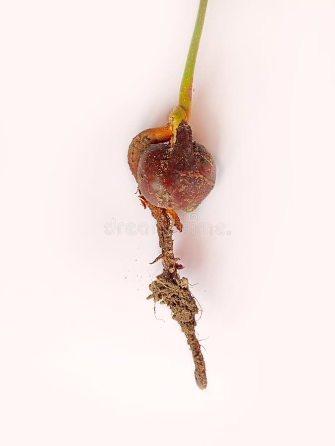 Roots of Chestnut Tree Sapling on White Background Stock Photo - Image ...