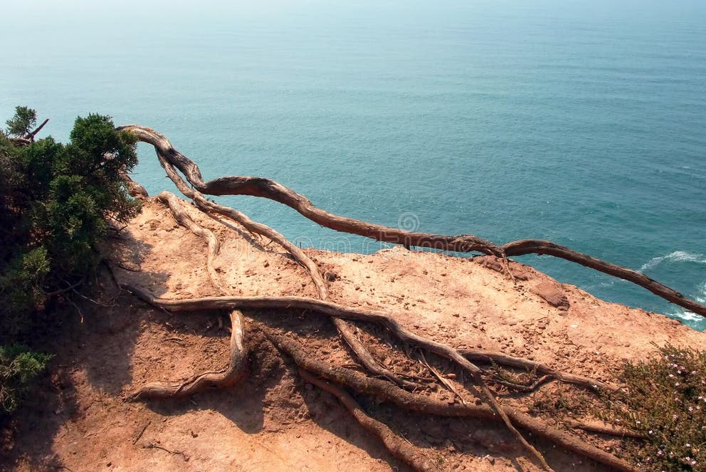 Roots on the cliff stock photo. Image of ocean, cliff - 32209196