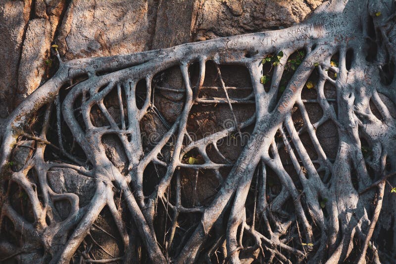 Roots clinging to the rock stock image. Image of landscape - 232278039