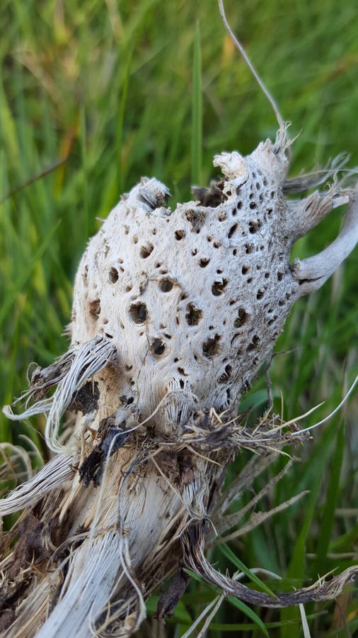 Roots stock image. Image of dried, grass, roots, close - 118570729