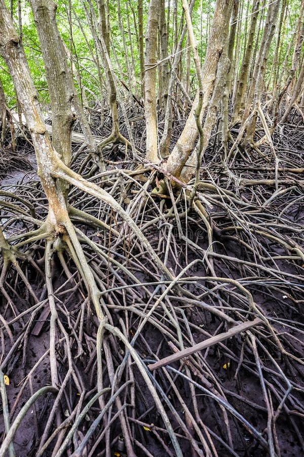 The Roots of the Coastal Trees that Spread Throughout the Area. Stock ...