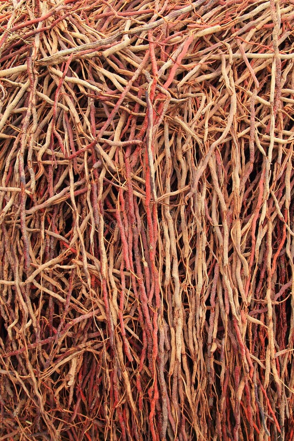 Roots of coconut tree stock image. Image of tropical - 49571021