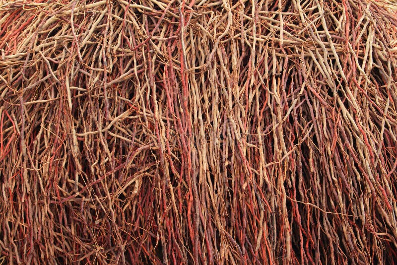 Dry Roots of a Coconut Tree. Stock Photo - Image of strong, tree: 107788376