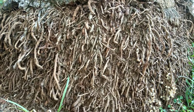 Roots of a coconut tree. stock image. Image of tree - 183737575