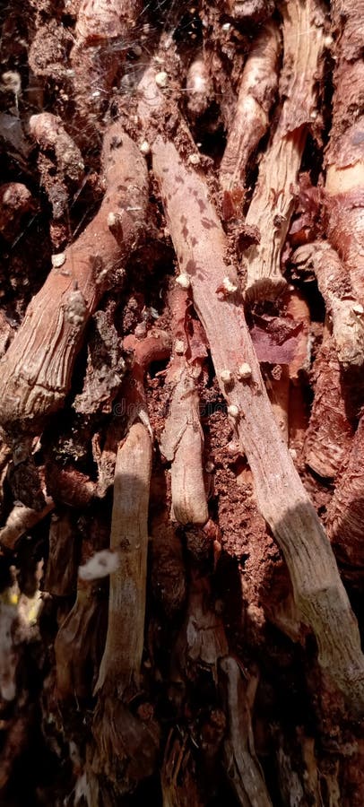 The Roots of the Coconut Tree are Indeed Very Beautiful Sometimes we ...