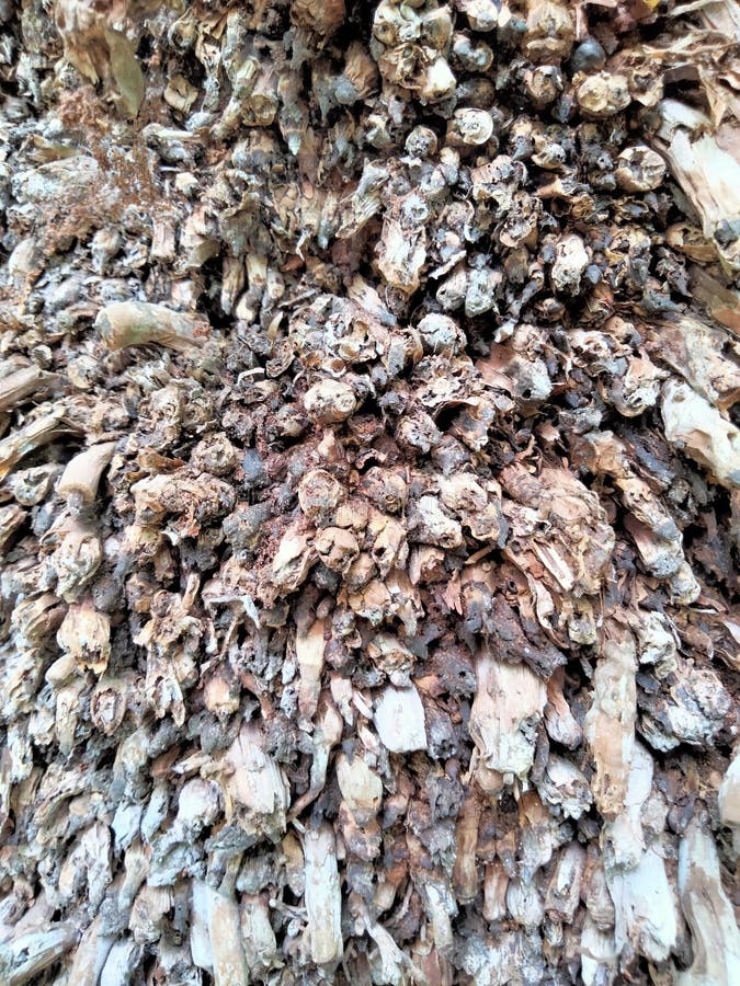 The Roots of the Coconut Tree are Intertwined with Each Other Stock ...