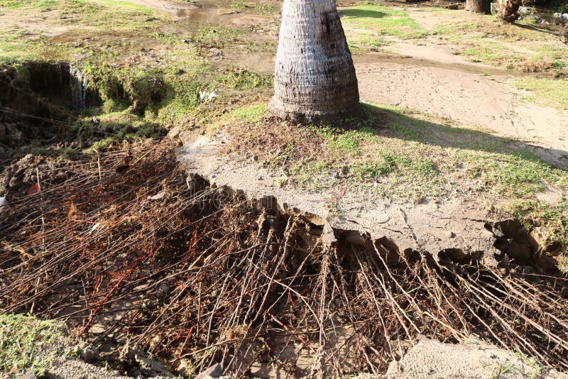 The Roots of Coconut Trees. Stock Image - Image of brown, white: 84885521