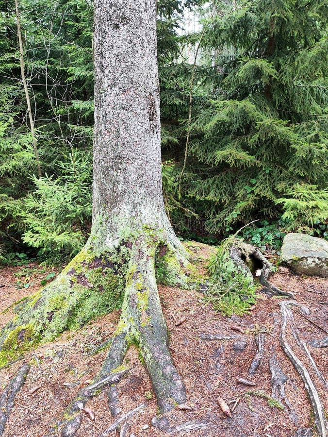 Roots of the conifer tree stock photo. Image of roots - 311221076