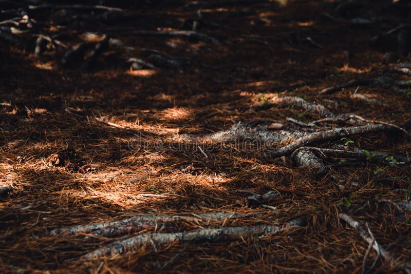 Roots of Coniferous Tree Came To Surface. Root System Covered Soil with ...