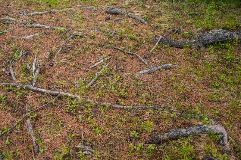 Roots of Coniferous Tree Came To Surface. Root System Covered Soil with ...
