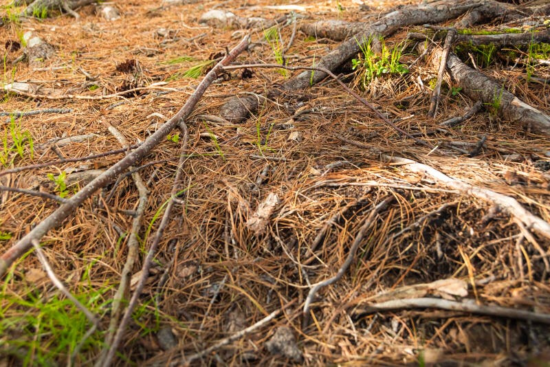 Roots of Coniferous Tree Came To Surface. Root System Covered Soil with ...