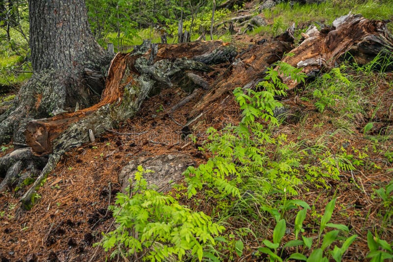 Roots of Coniferous Tree Came To Surface. Root System Covered Soil with ...