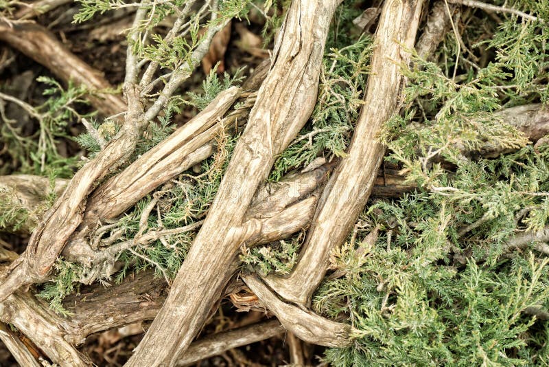 Roots of Coniferous Tree in Forest Stock Image - Image of conifer, bark ...