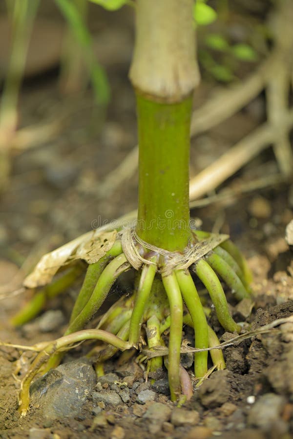 207 Corn Plant Roots Background Stock Photos - Free & Royalty-Free ...