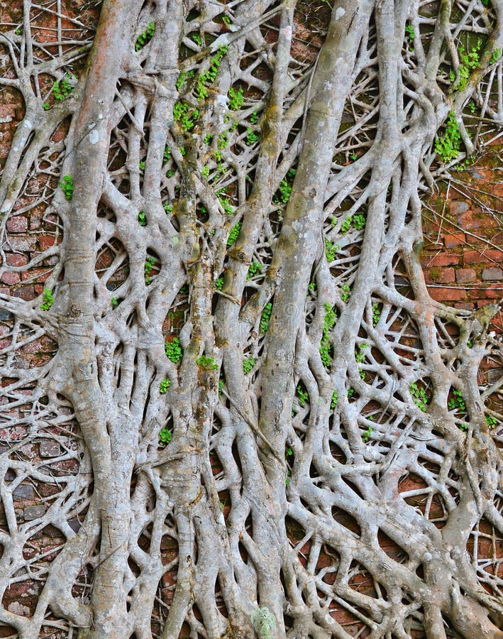 129 Tree Roots Covering Wall Stock Photos - Free & Royalty-Free Stock ...
