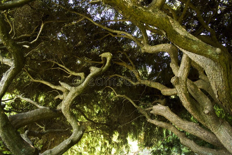 Roots stock photo. Image of scenery, branches, wild, forest - 80394866