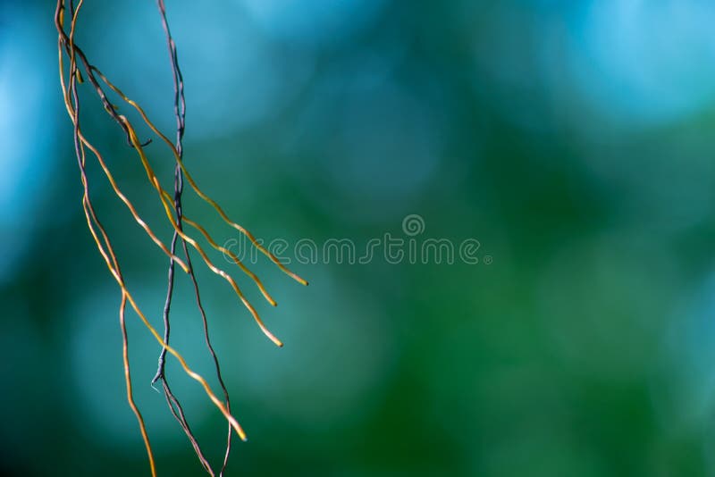 Roots Dancing in Wind stock image. Image of bunch, nature - 54791277
