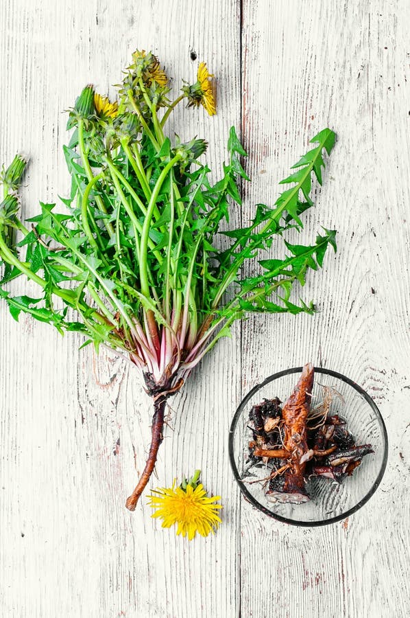 Healing dandelion root stock image. Image of healing - 72669285