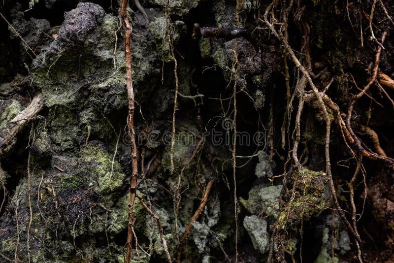 Roots and Dark Mud Background Stock Image - Image of grunge, green ...