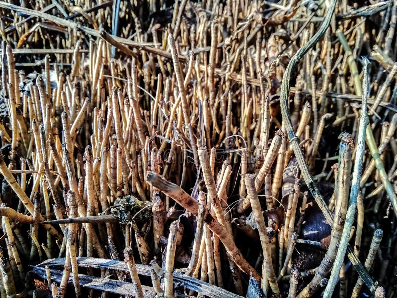 Roots of Dates stock photo. Image of green, dates, golden - 132559982