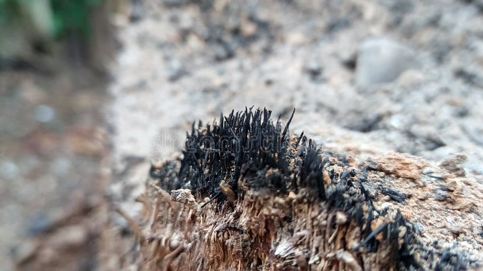 The Roots of a Dead Coconut Tree Stock Photo - Image of environment ...