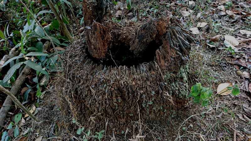 Roots of a Dead Coconut Tree Stock Image - Image of root, tree: 161782051