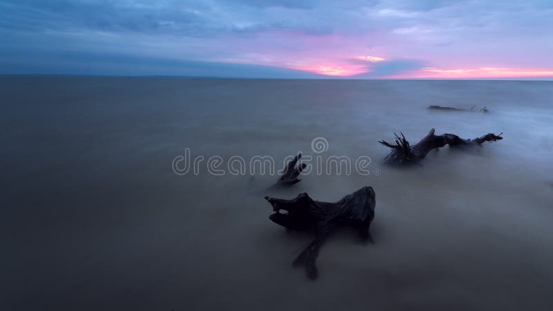 The roots of the dead tree stock image. Image of morning - 114506883