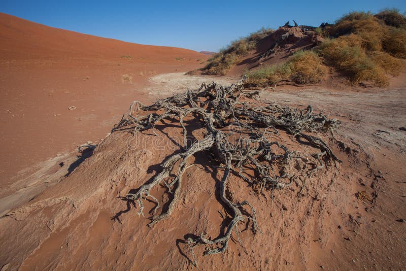Roots of a Dead Tree, Sossusvlei, Namibia Stock Photo - Image of branch ...