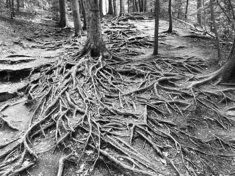 Roots stock photo. Image of forest, roots, deep, nature - 71289744