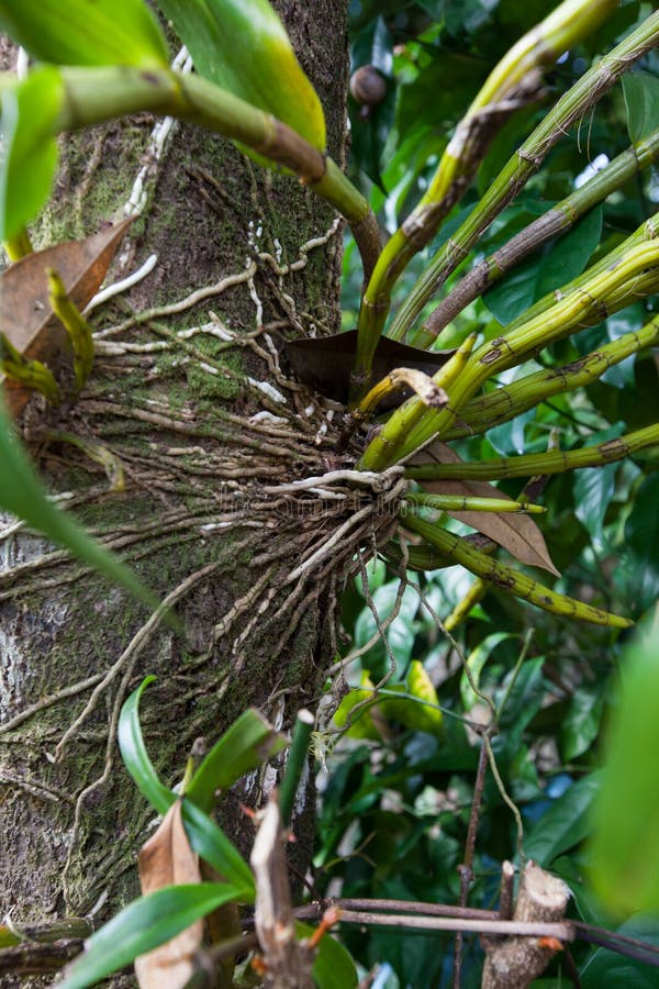 Roots of Dendrobium Formosum, Orchidaceae, South of Thailand Stock ...