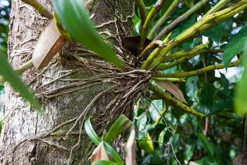 Roots of Dendrobium Formosum, Orchidaceae, South of Thailand Stock ...